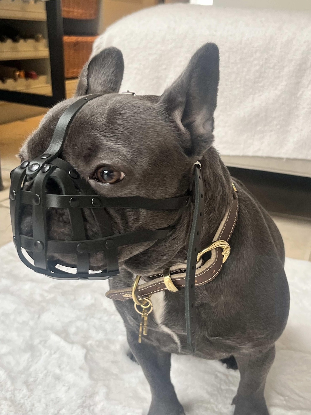 Light Leather Dog Muzzle for French Bulldog "frenchies" - Etsy