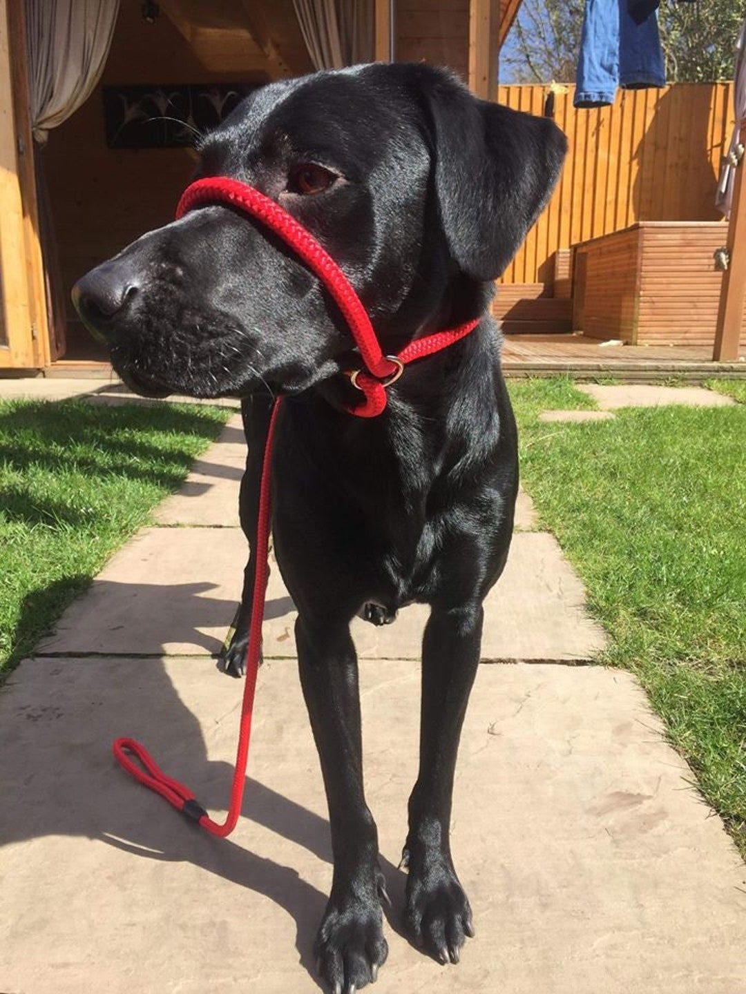 Anti Pull Lead Figure 8 Head Collar One Size Fits All Super Soft ...