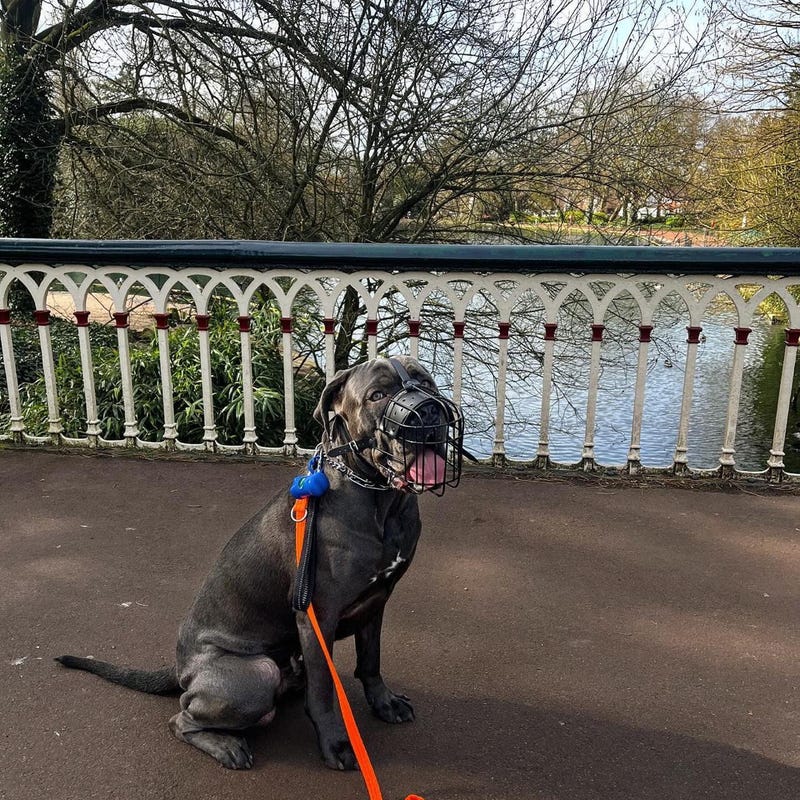 Metal Human Muzzle - Etsy