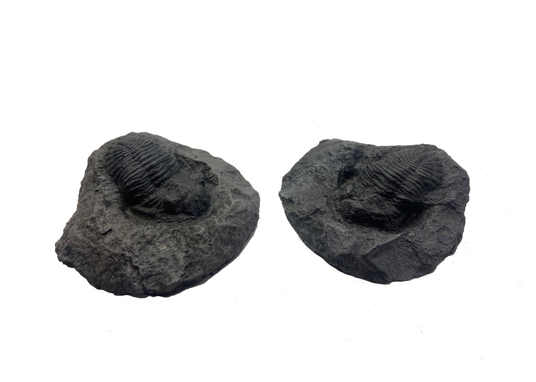 Trilobite Fossil Replica - Etsy