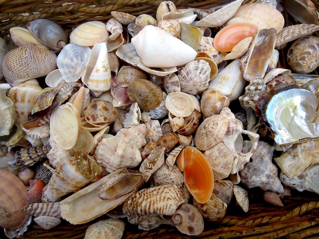 Assorted Seashells Bulk, 80 Pieces, Seashells for Garden, Bulk ...