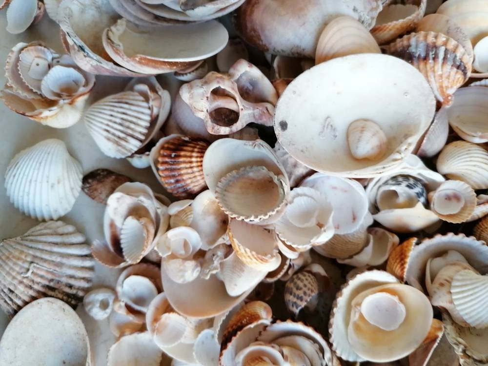Broken seashells 200 pcs Dirty scrap seashells Bulk | Etsy