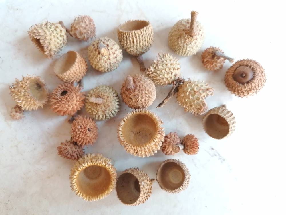 Acorn Cups Bulk 100 Pcs Kermes Oak Greek Acorns for Crafts | Etsy