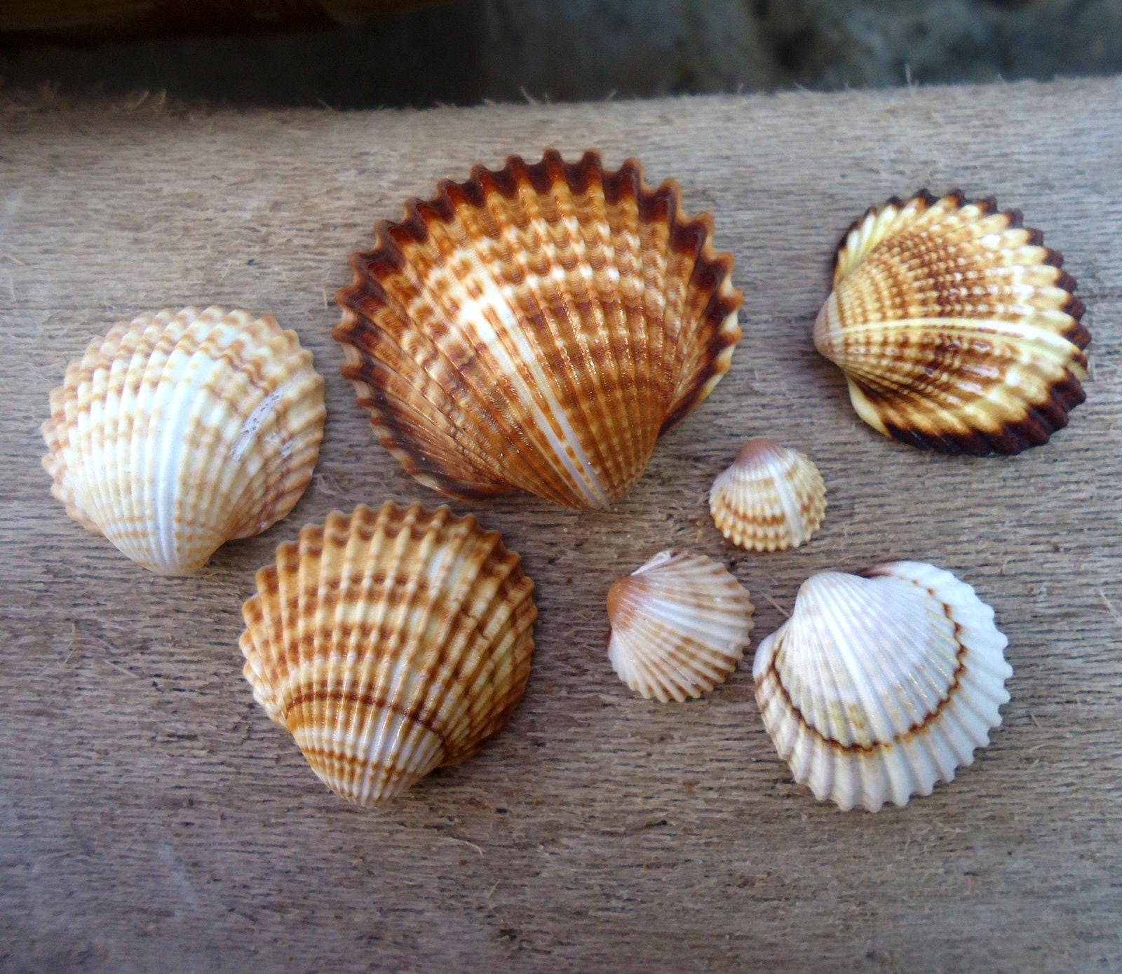 Seashells for crafts 60 pcs Cockle shells for garden paths | Etsy