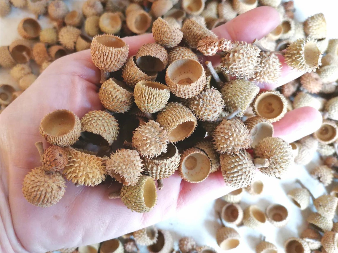 Acorn cups bulk 100 pcs Kermes oak Greek acorns for crafts - Etsy