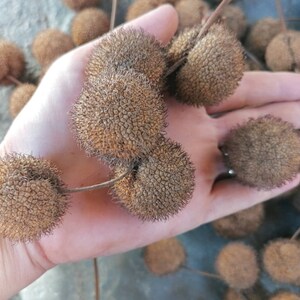 Plane Tree Pods for Crafts, 15 Pcs, Sycamore Tree Pods, Seed Balls ...