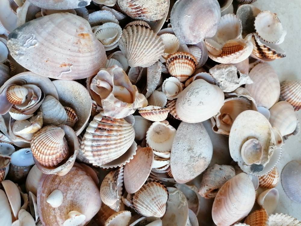 Broken seashells 200 pcs Dirty scrap seashells Bulk - Etsy Polska