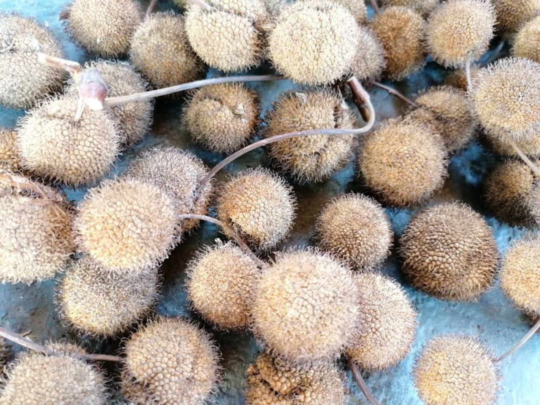 Plane Tree Pods for Crafts, 15 Pcs, Sycamore Tree Pods, Seed Balls ...