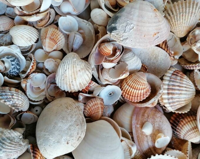 70 Seashells for Crafts, Clam Shells for Jewelry Making, Bulk Seashells ...