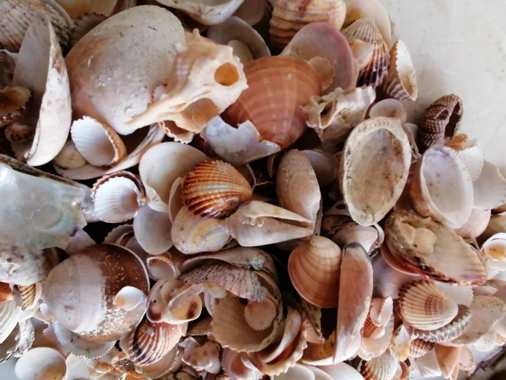 Broken Seashells 200 Pcs Dirty Scrap Seashells Bulk | Etsy