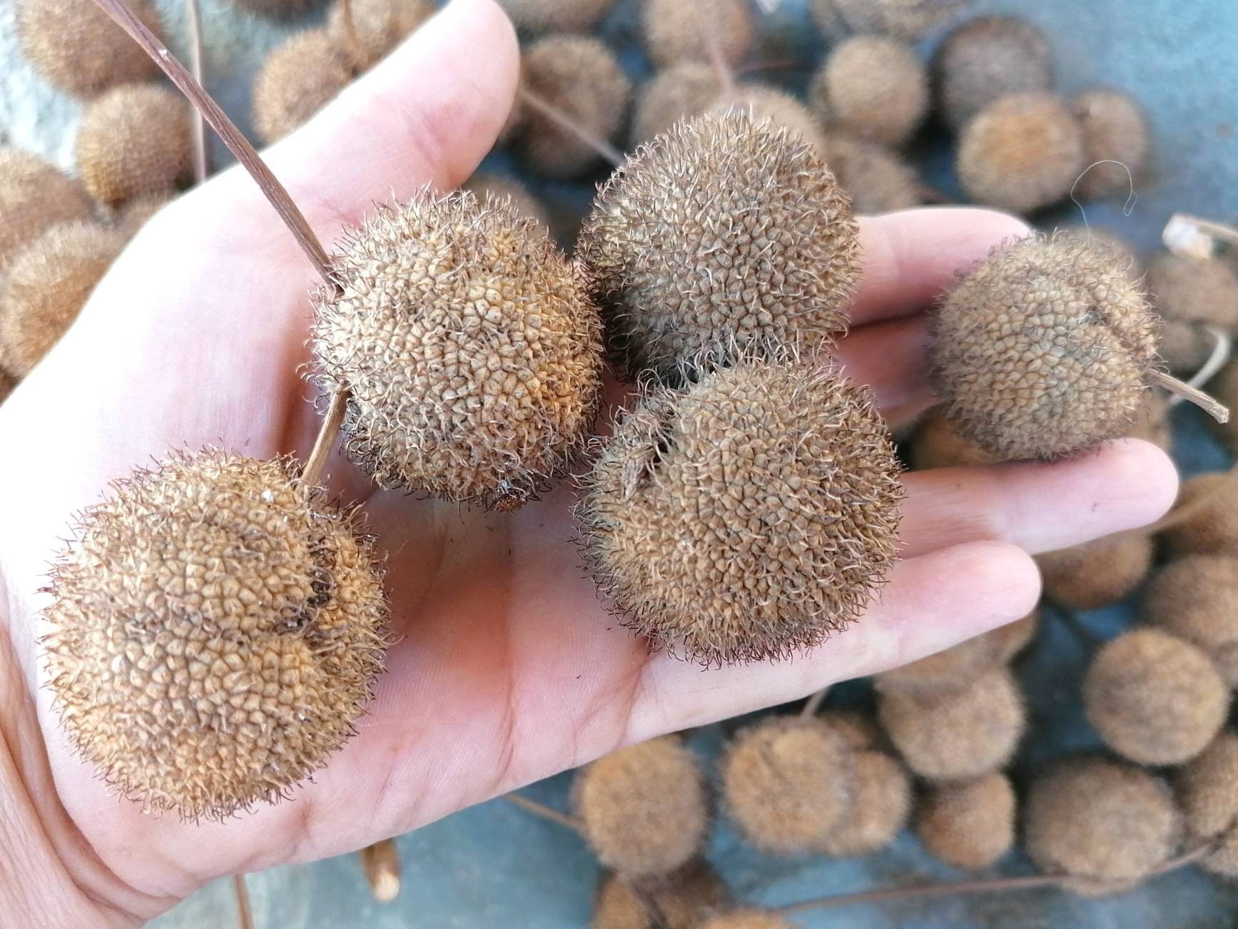 Sycamore Tree Fruit Balls