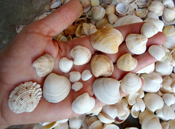 70 Seashells for Crafts Clam Shells for Jewelry Making Bulk | Etsy
