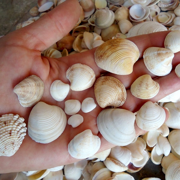 Bulk Seashells - Etsy