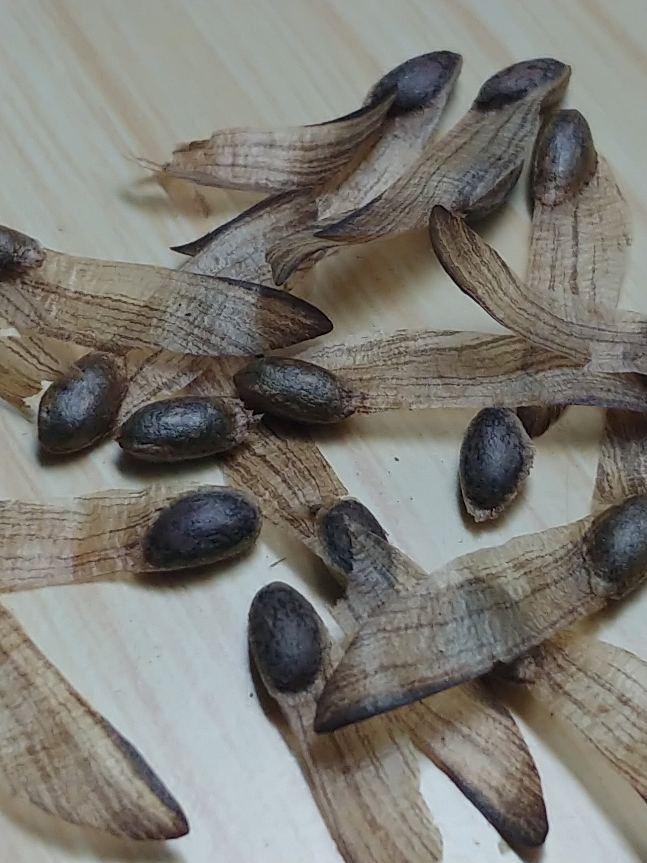 30 Eastern White Pine Seeds - Etsy