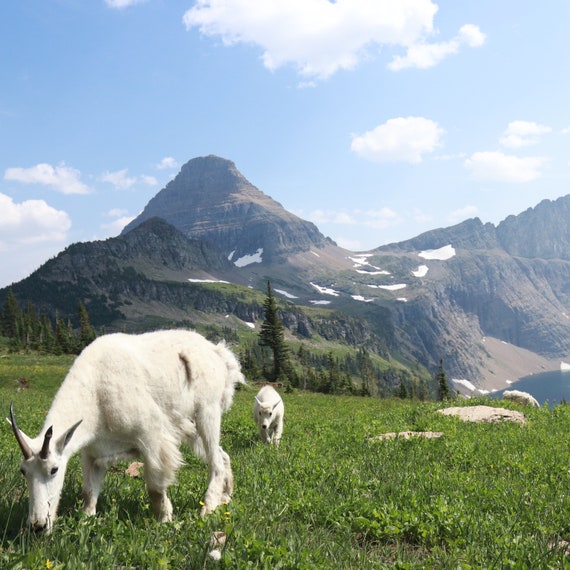 Mountain goat with its kid | Etsy