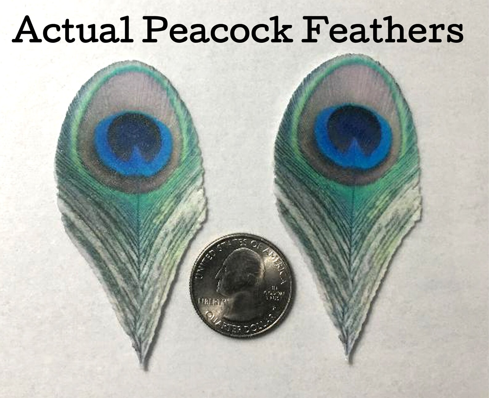 Wafer Paper Peacock Feather Cake Toppers 24 You-cut Edible - Etsy
