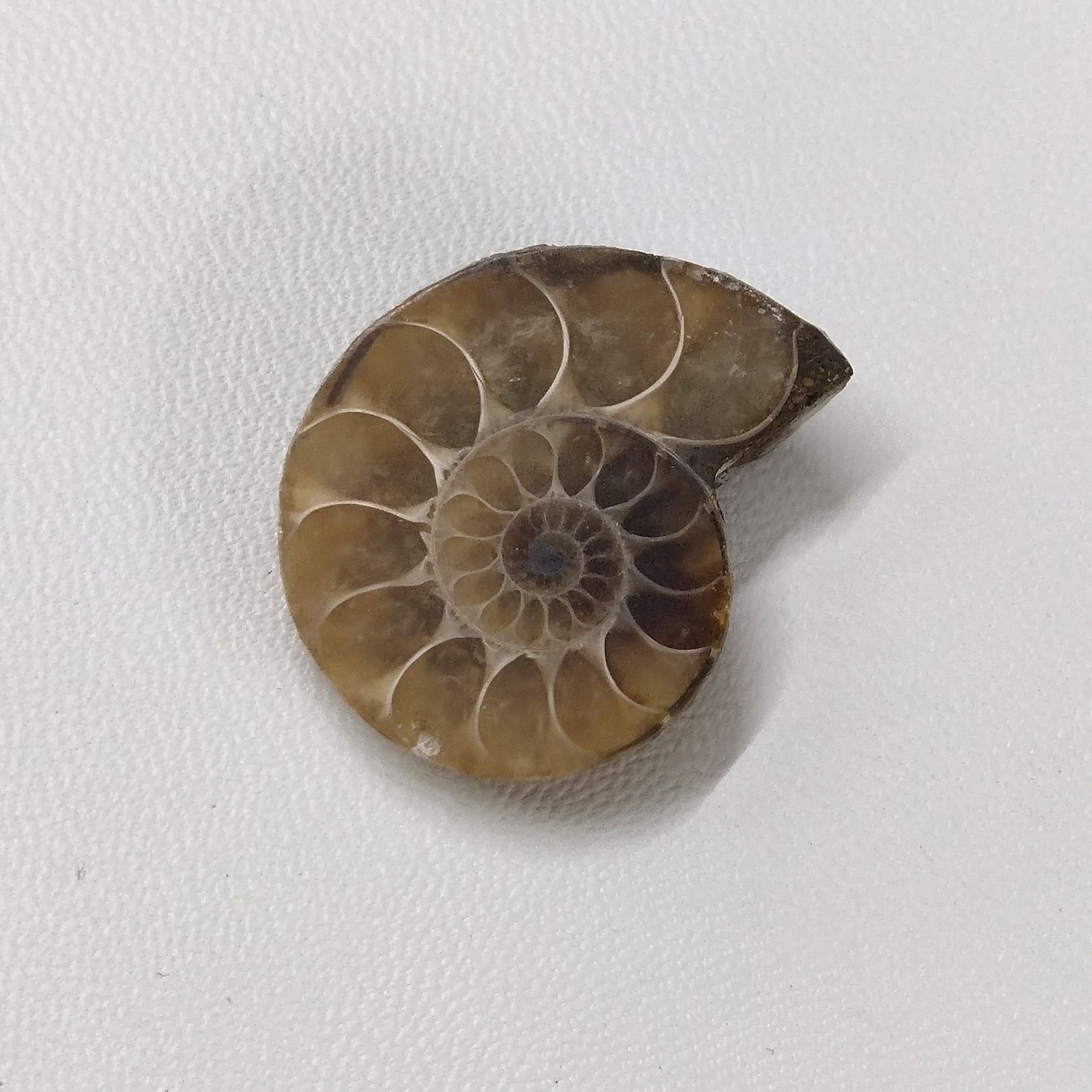 Ammonite stone - pennyholden