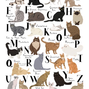 Cat Alphabet Print A-Z of Cats Illustrated Cat Breeds Cat | Etsy