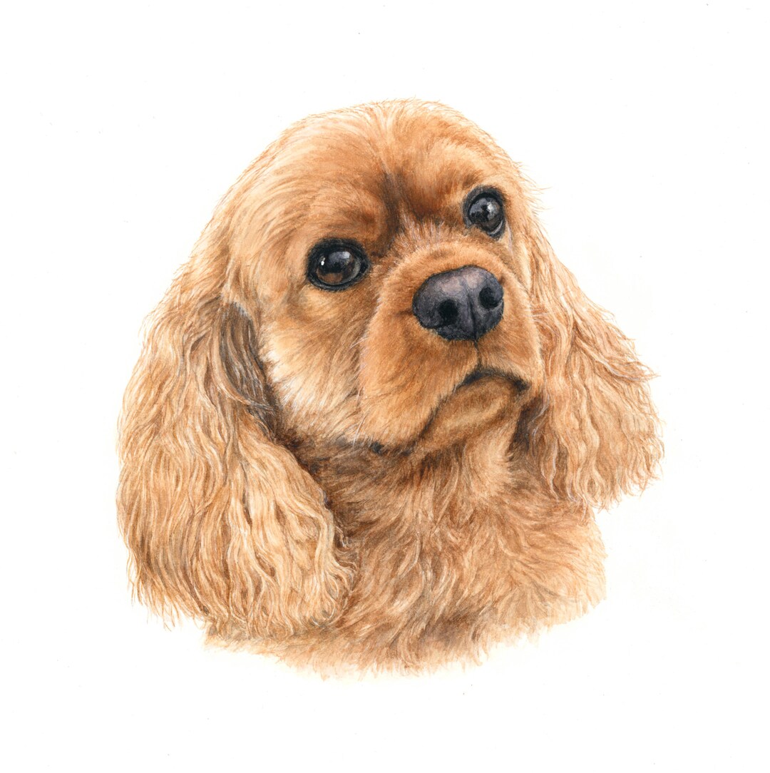 King Charles Ruby Cavalier Spaniel Portrait-custom Hand Painted ...
