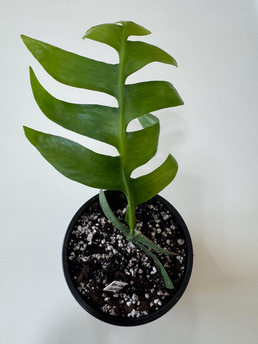 Fern Leaf Cactus |unique Succulent Plant | Airy Segmented Stems | Live ...