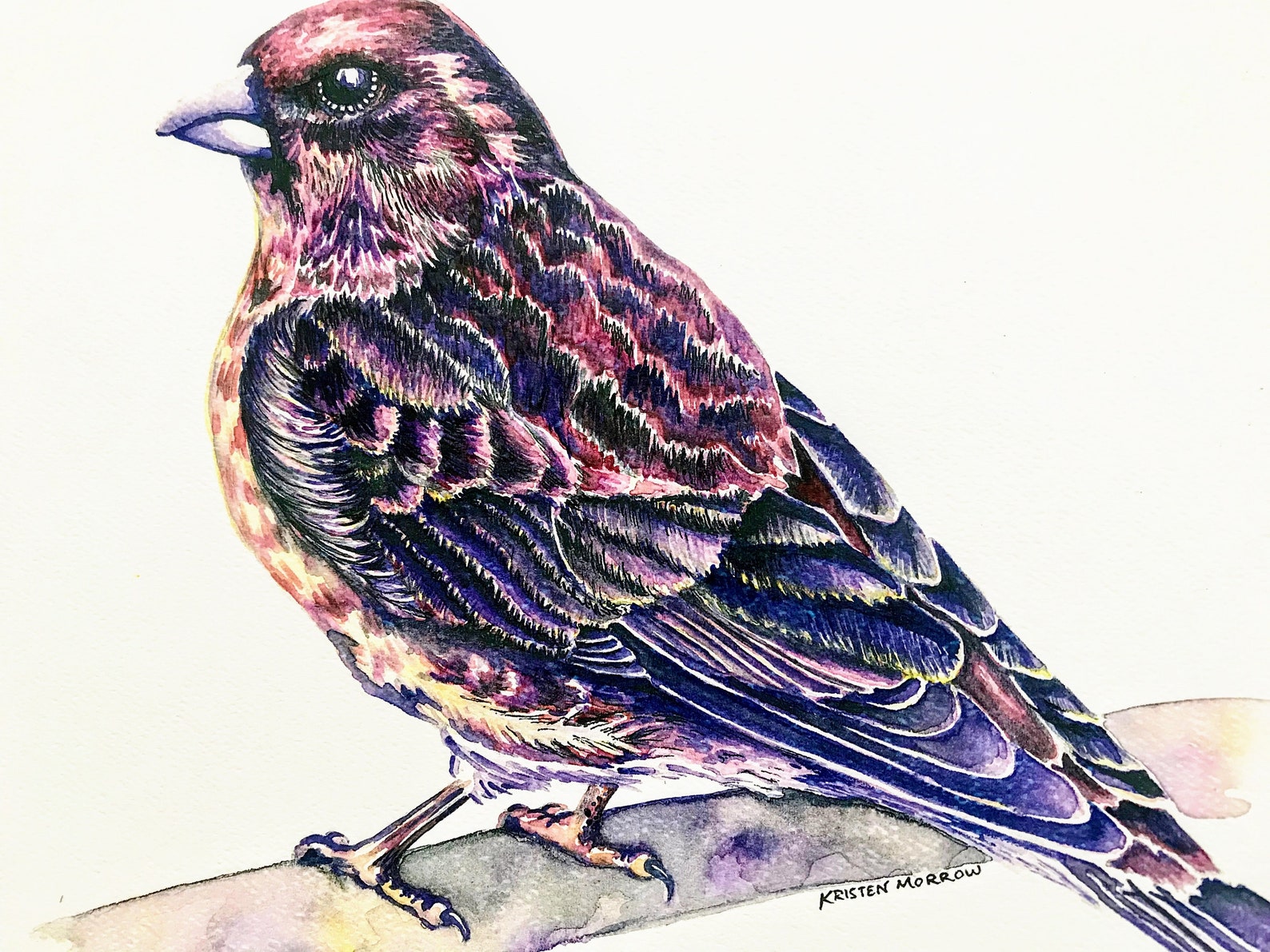 Purple Finch Original Watercolor Print | Etsy