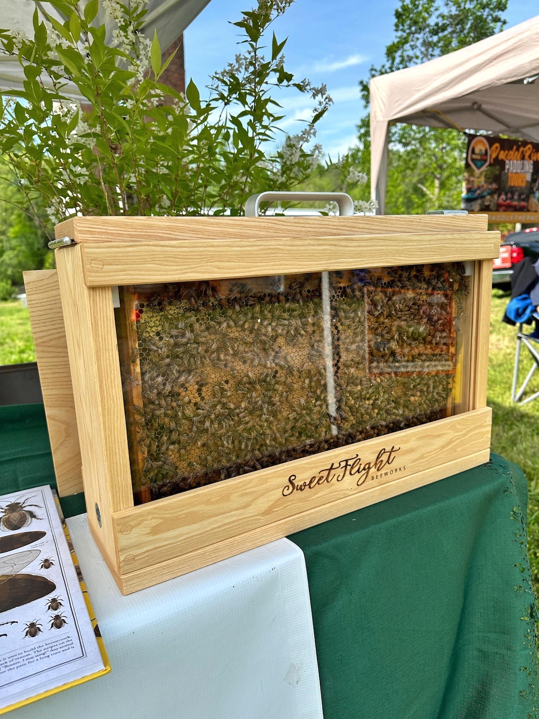 Observation Hive / 2 Frame Bee Hive for Classroom or STEM Projects ...