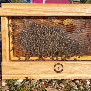 Observation Hive, Apiary Bee Hive for Classroom, Urban Beekeeping or ...