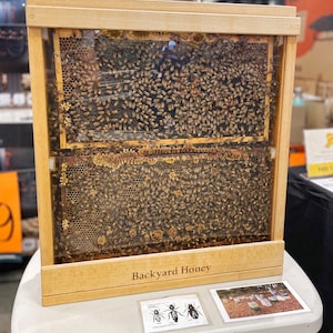 Observation Hive, 4-frame Nuc Apiary Bee Hive for Classroom, Urban ...