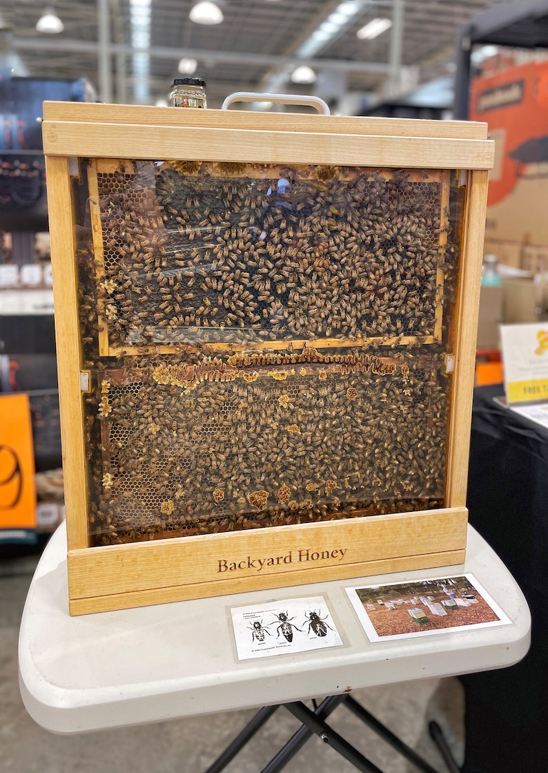Observation Hive / 4 Frame Bee Hive for Classroom or STEM Projects ...