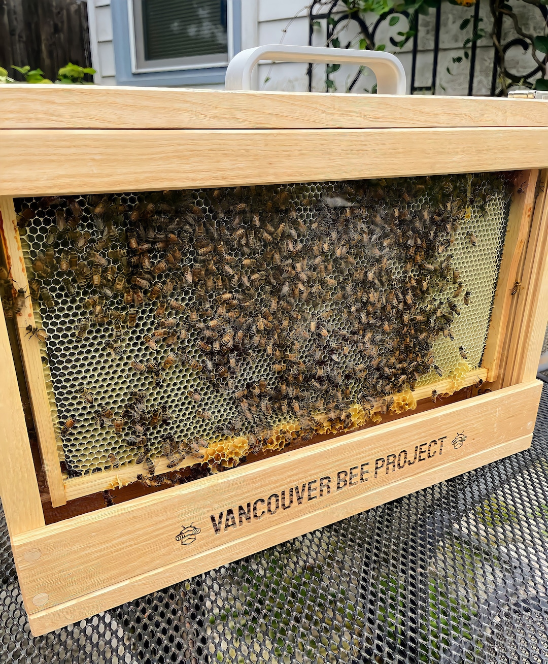 Observation Hive, Apiary Bee Hive for Classroom, Urban Beekeeping or ...