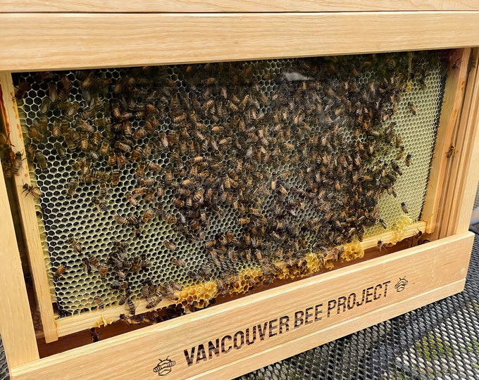 Observation Beehive Honeybee Educational Hive Made in the USA - Etsy