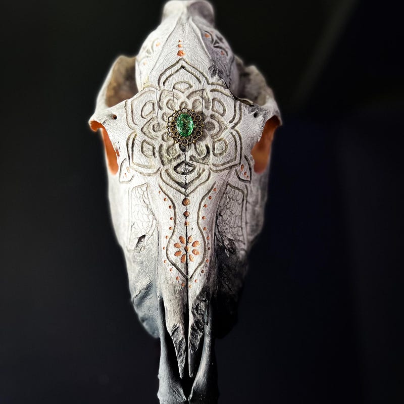 Real Animal Skull - Etsy