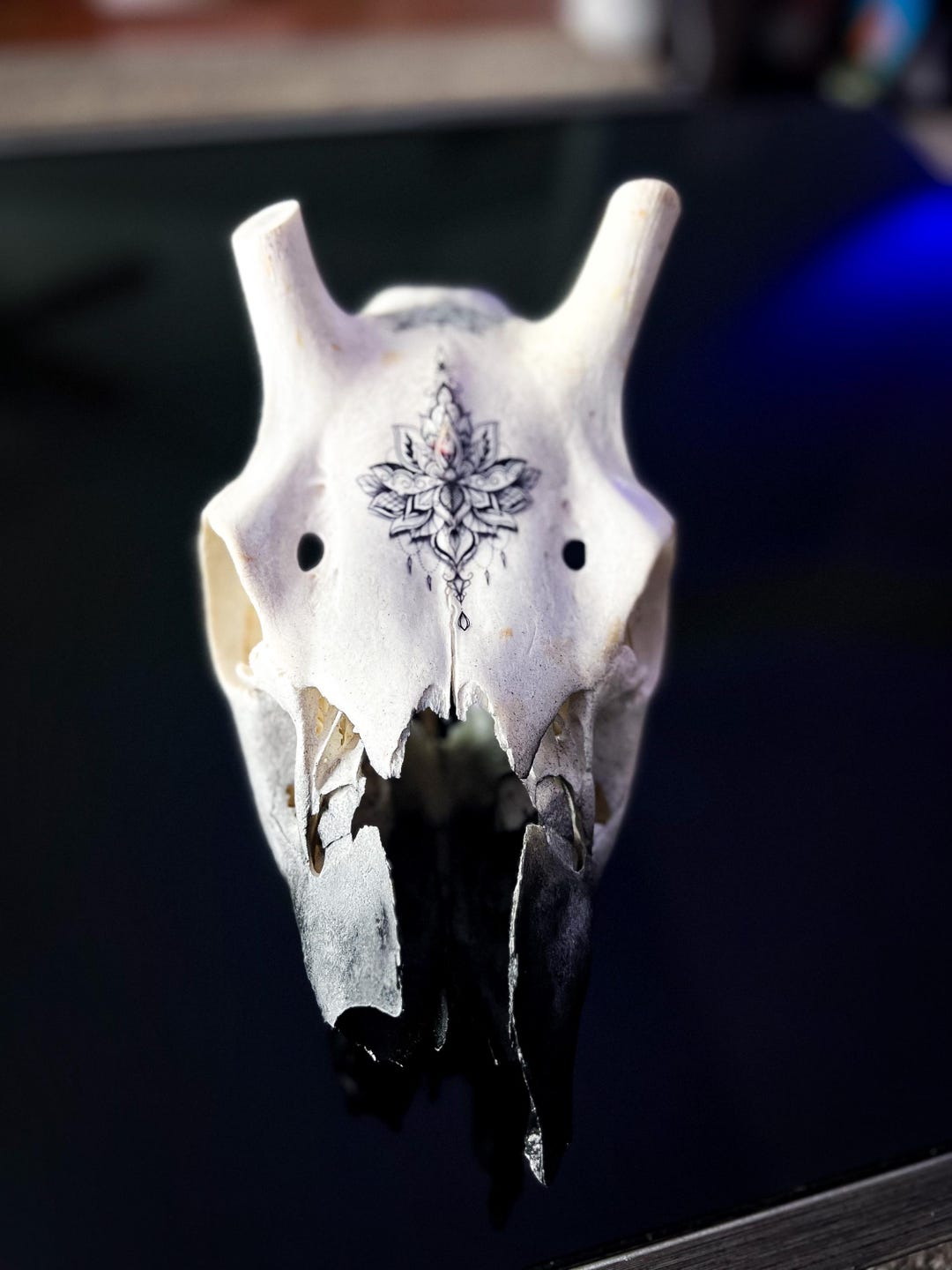 Authentic Painted Asian Red Deer Skull | Gothic Home Decor | Real ...