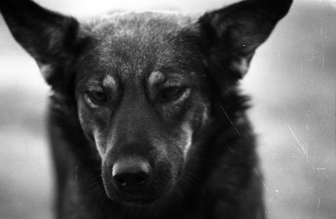 Photograph, Digital Download, Dog Photo, 35mm Film, Animal Photo, Dog ...
