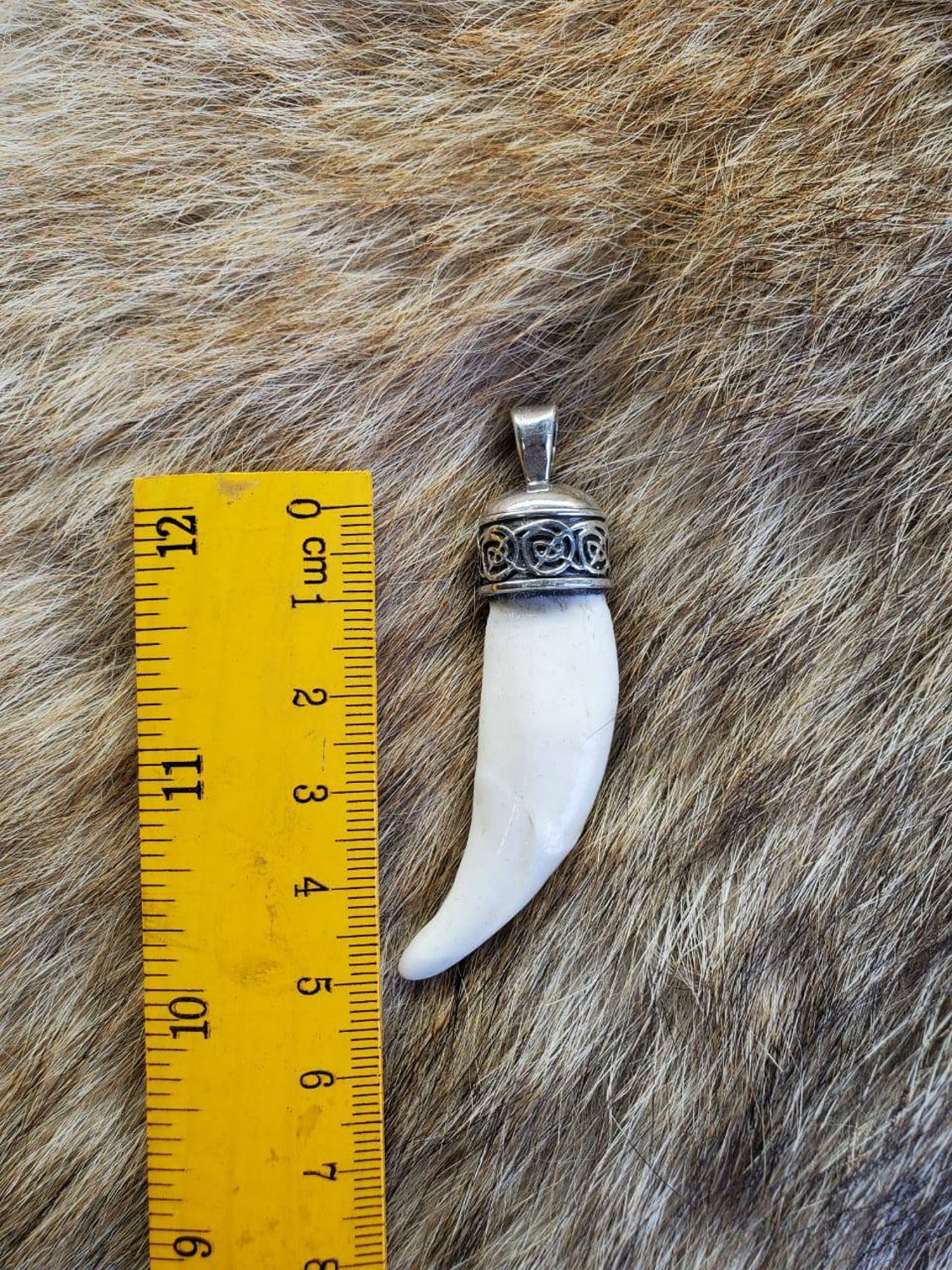 Natural wolf fang in silver. Buy real wolf fang amulet for | Etsy