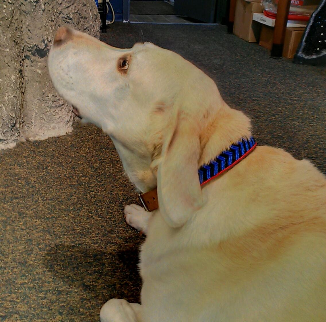 Maasai Beaded Bling Dog Collars REAL Maasai Beadwork, Handmade ...