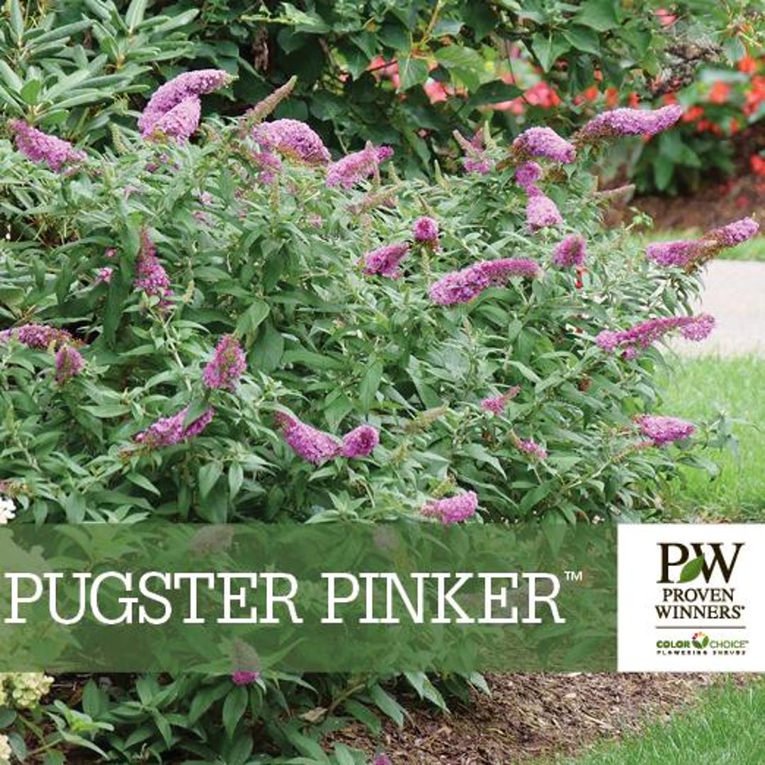 Butterfly Bush PUGSTER PINKER® Proven Winners Colorchoice Flowering ...