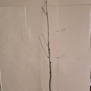 3-4 Ft. TREE FORM Serviceberry 'autumn Brilliance' Bareroot, Spring ...