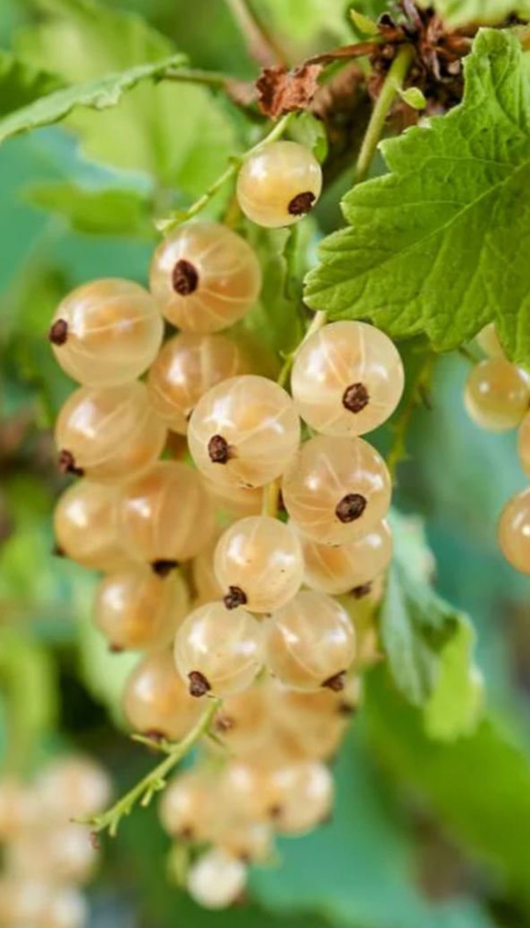 Blanca Gooseberry, 2 1/4" Pot Size, Very Sweet and Heavy Producer, Self ...