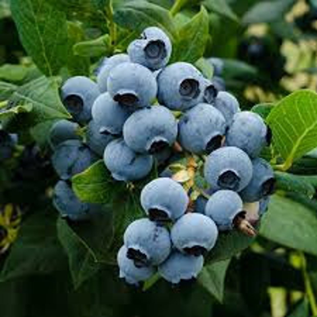 Duke Blueberry Bush 12-18 " Large Berries, Great Variety! - Etsy