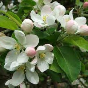 Himalayan Crabapple, Malus Baccata Var. Himalaica, Bonsai, 25+ Seeds ...