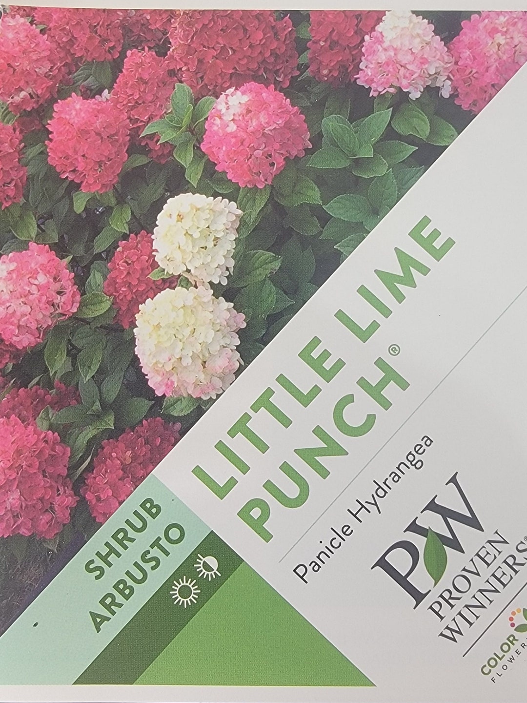 LITTLE LIME PUNCH® 4 Pot Size,proven Winners Colorchoice Flowering ...