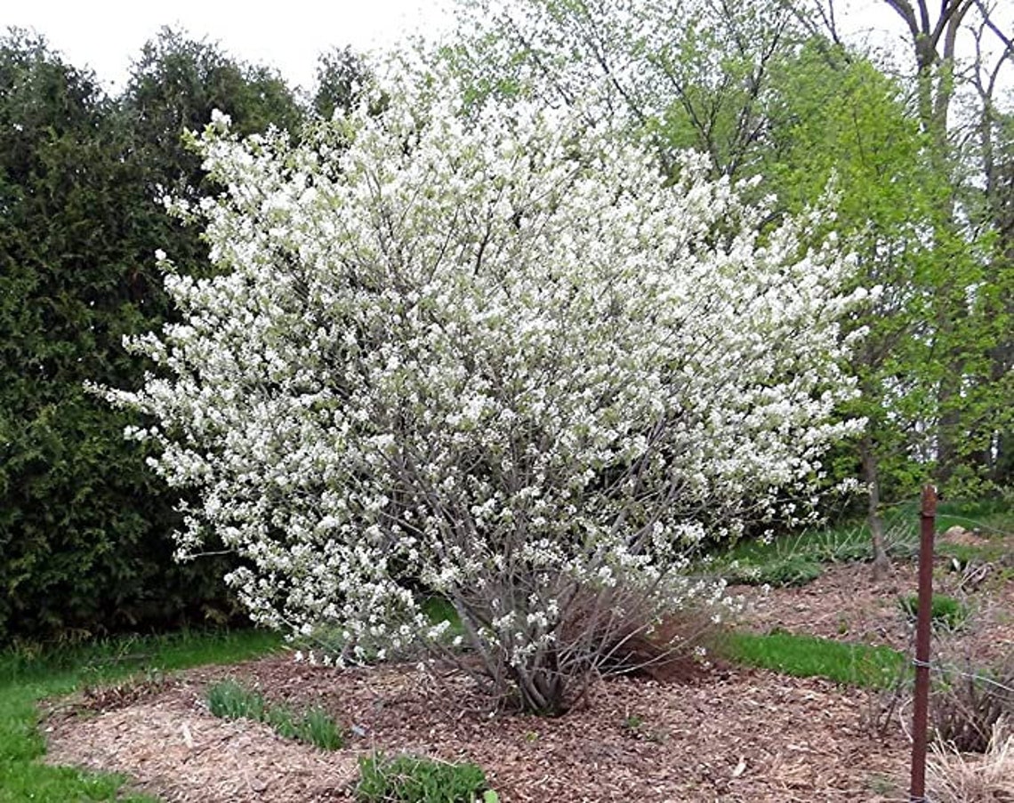 Set of 3, Saskatoon Serviceberry (juneberry) 'amelanchier Alnifolia 10 ...