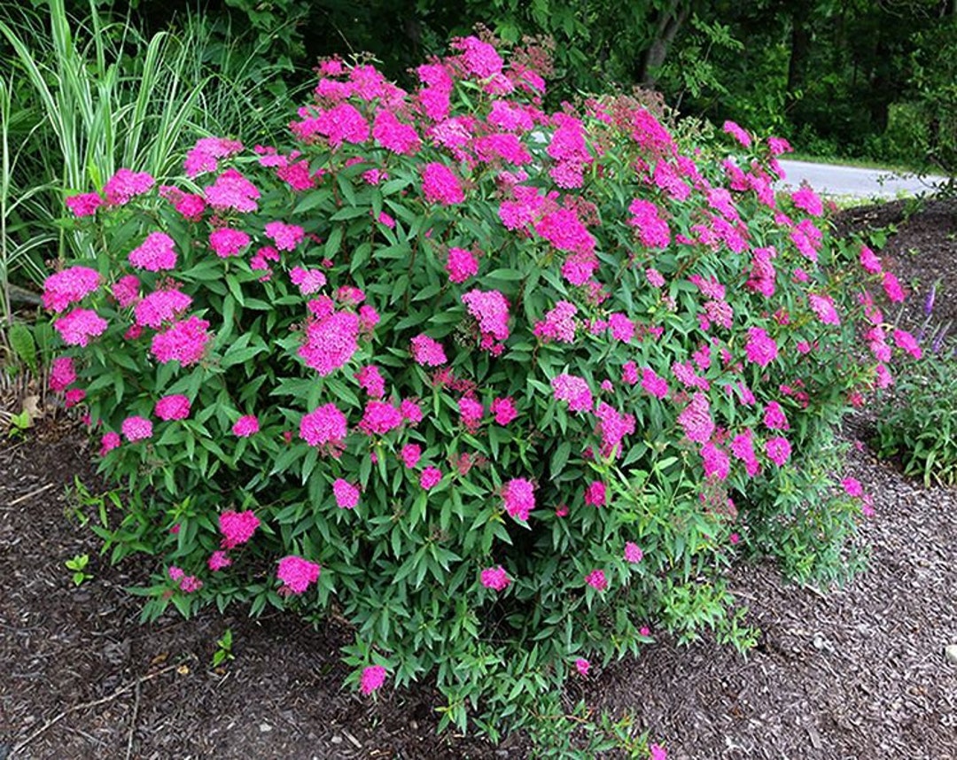 Neon Flash Spirea Spiraea Japonica 'neon Flash' 4 Pot - Etsy