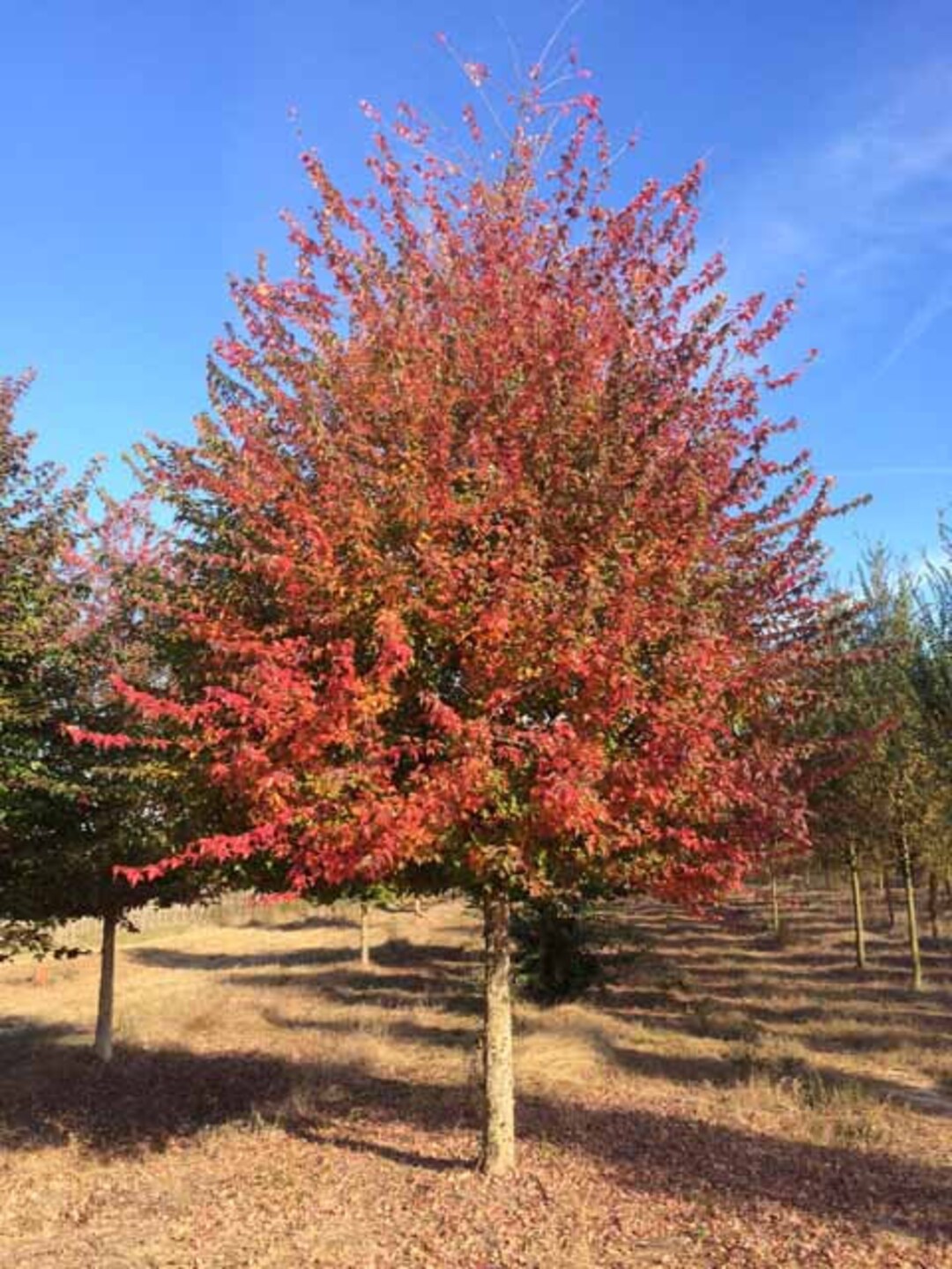 12-18" Trident Maple Trees , Bareroot, Beautiful Fall Color, Highly ...