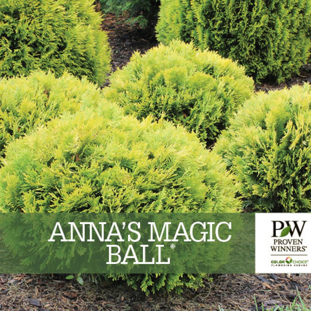 Annas Magic Ball, Proven Winners Color Choice Flowering Shrubs Quart ...