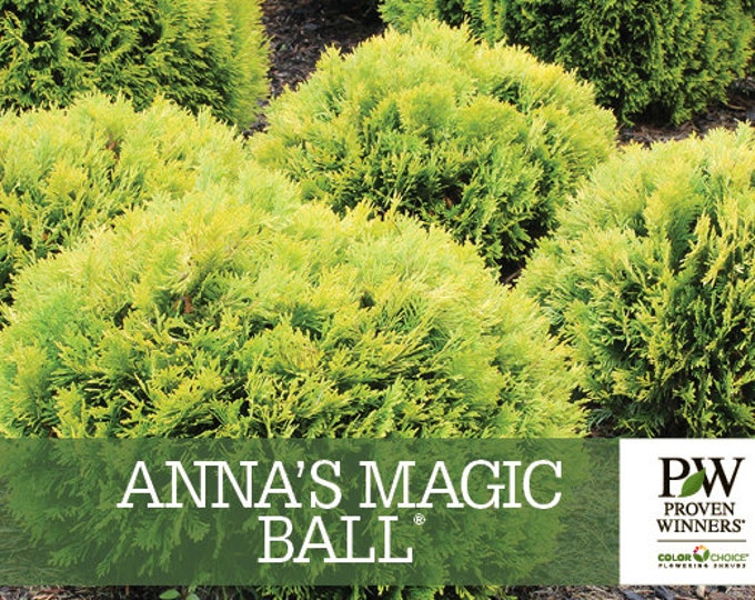 Annas Magic Ball, Proven Winners Color Choice Flowering Shrubs Quart ...