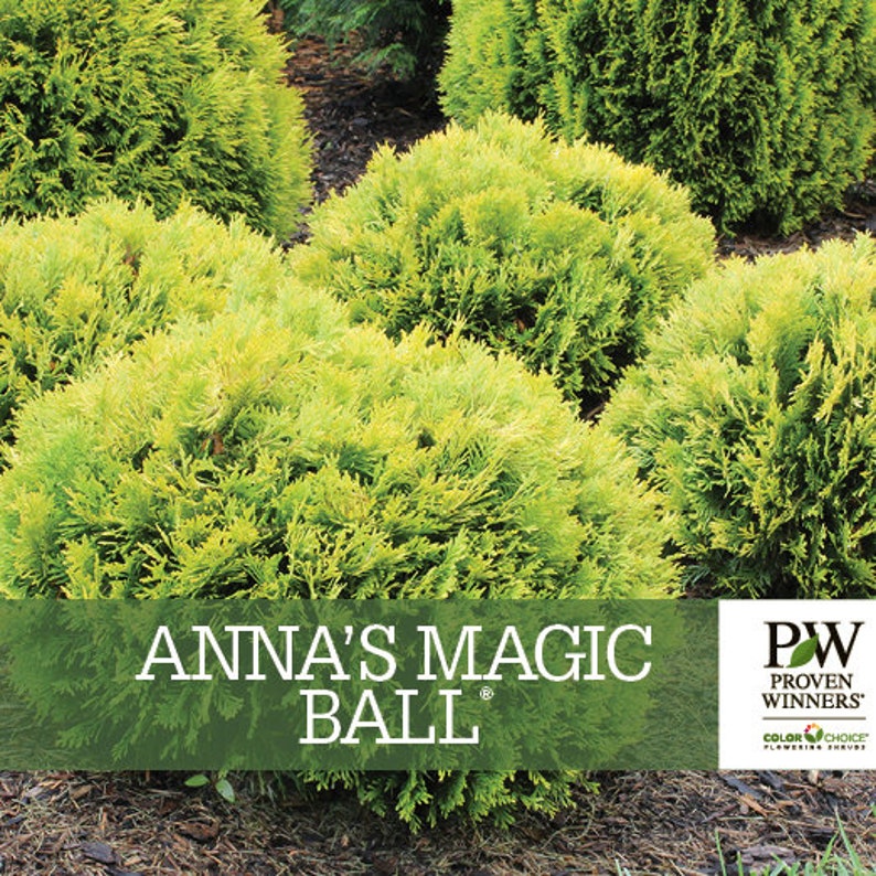 Annas Magic Ball, Proven Winners Color Choice Flowering Shrubs Quart ...