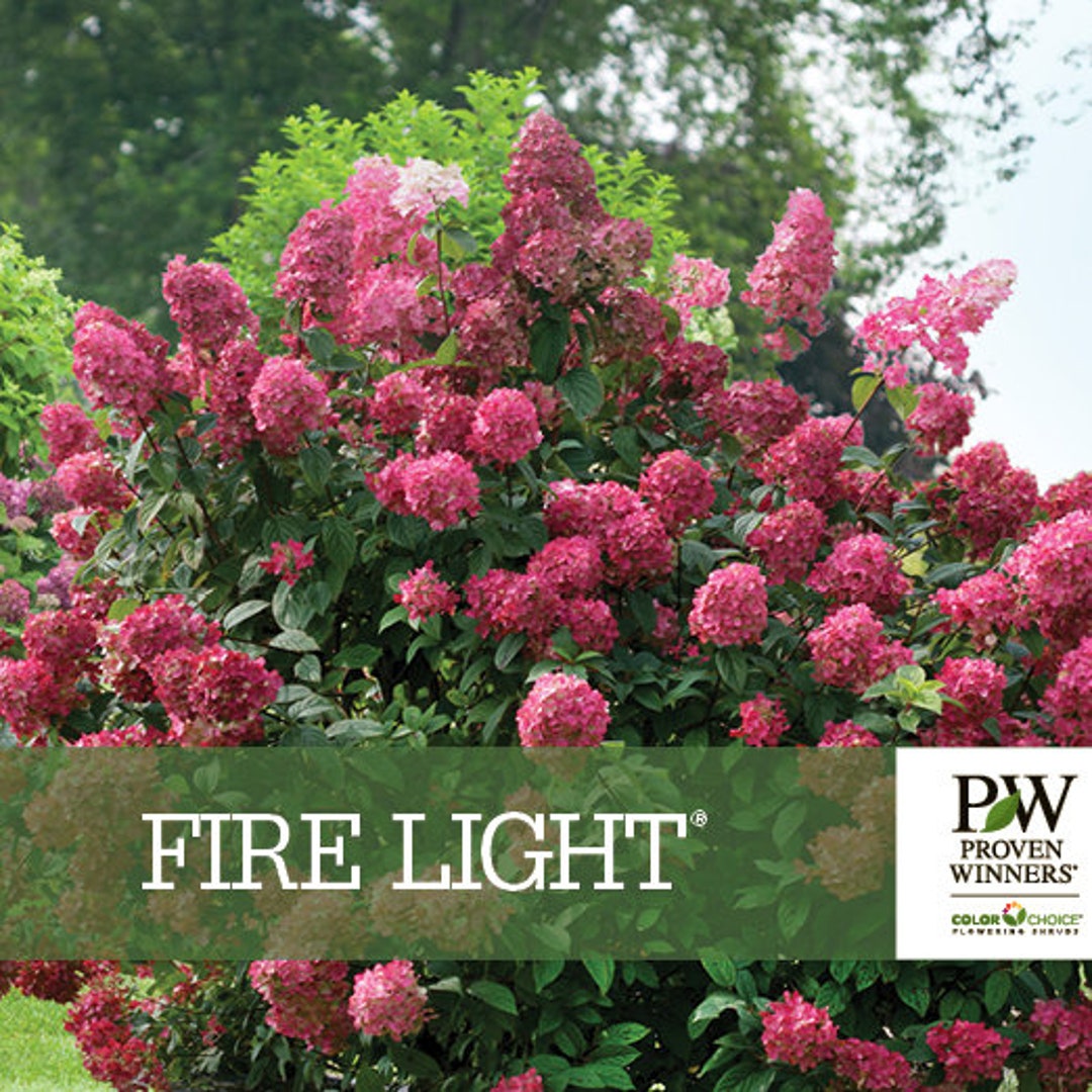 FIRE LIGHT® Proven Winners Colorchoice Hydrangea Panicle Hydrangea ...