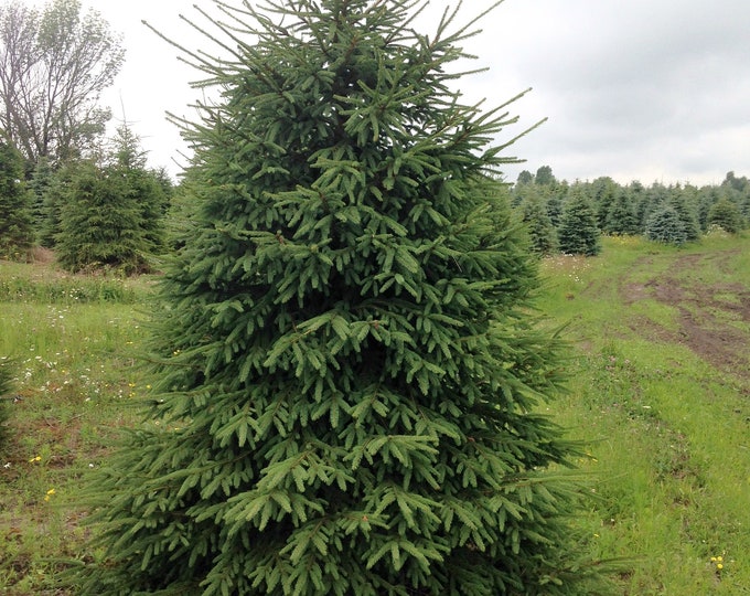 Blue Spruce Seedling - Etsy